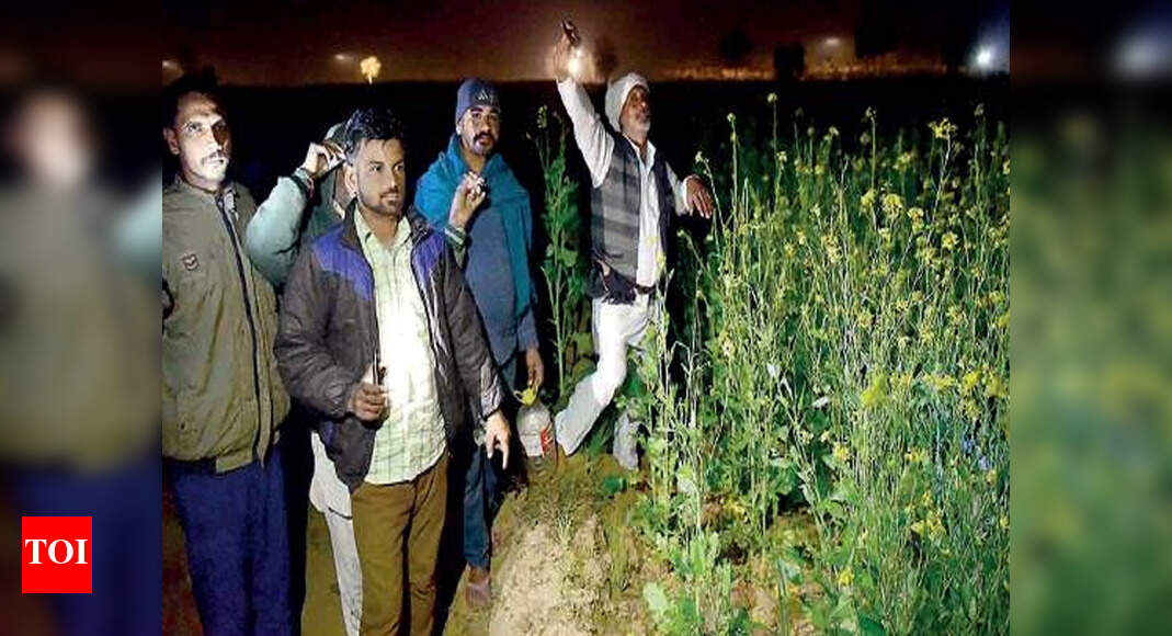 How flying ‘terrorists’ have taken western Rajasthan hostage | Jaipur ...