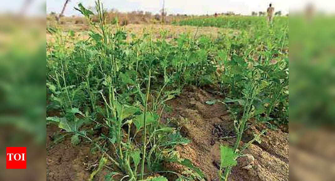 Rajasthan locust attack: ‘Pesticides ineffective, make insects only ...