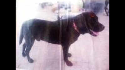 Uttar Pradesh: Family performs ‘terhavi’ of pet dog who brought good ...