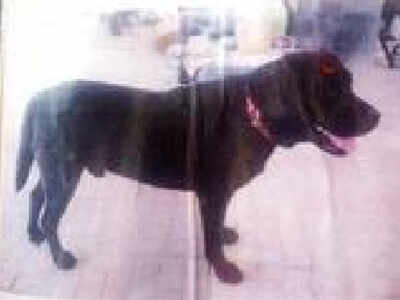 Uttar Pradesh: Family performs ‘terhavi’ of pet dog who brought good ...