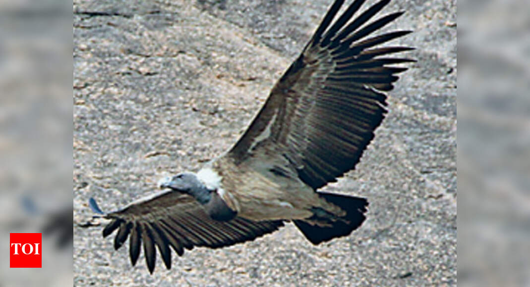 Karnataka's Ramanagara to host south India's second vulture breeding ...