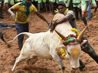 Neck-and-neck battle for best bull tamer in Madurai | Madurai News ...