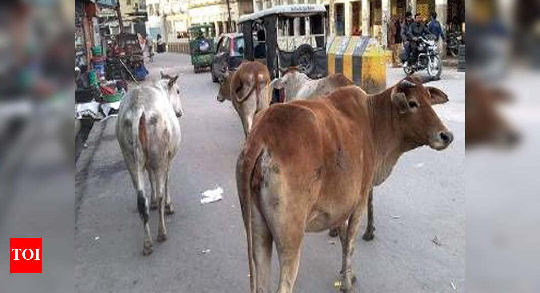 Not Bullish India Plans To Fix Its Cattle Sex Ratio India News Times Of India