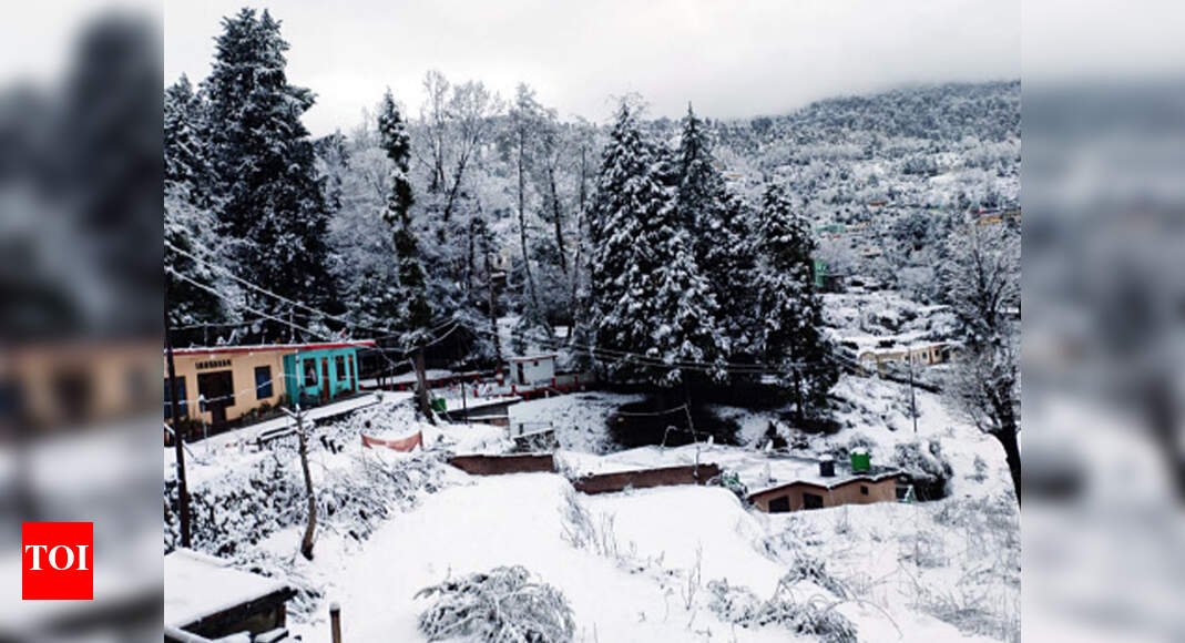 Massive snow forces hungry bears to seek food in villages of ...