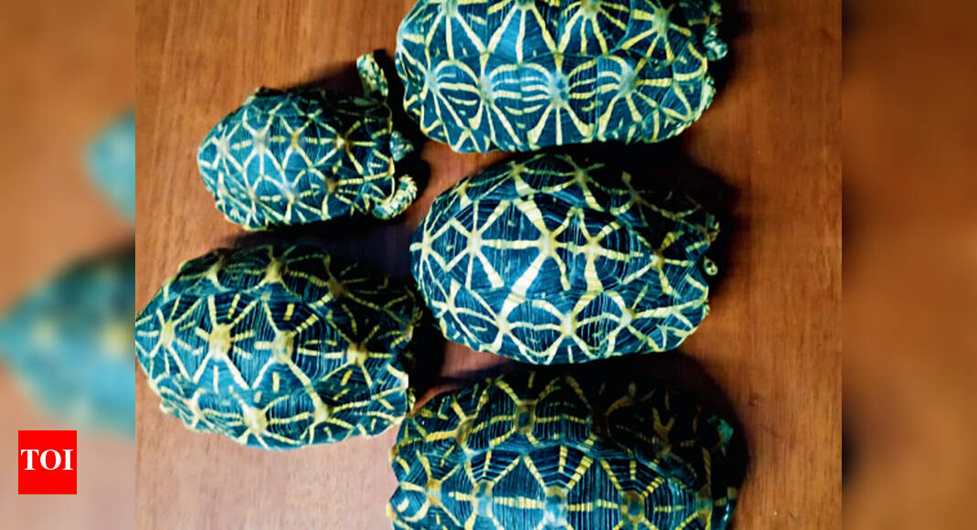 Kerala: Five held for bid to sell star tortoises | Kochi News - Times ...