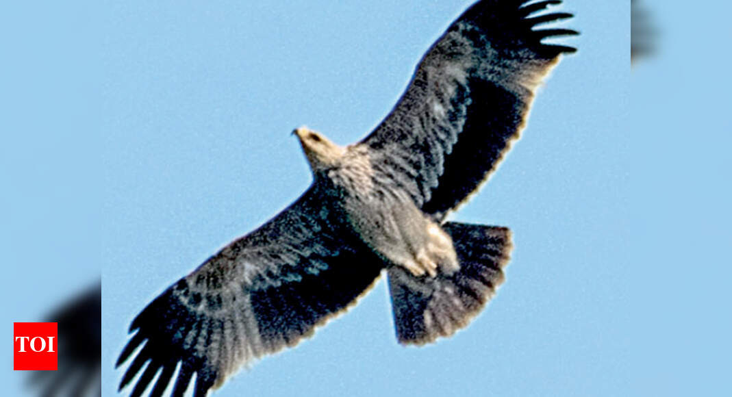Rare sight: Imperial Eagle seen over Telangana skies for the first time ...
