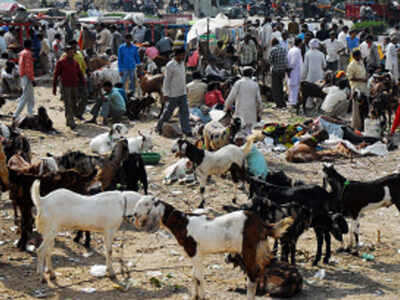 Rajasthan goats to be tagged with QR code for quality | Jaipur News ...