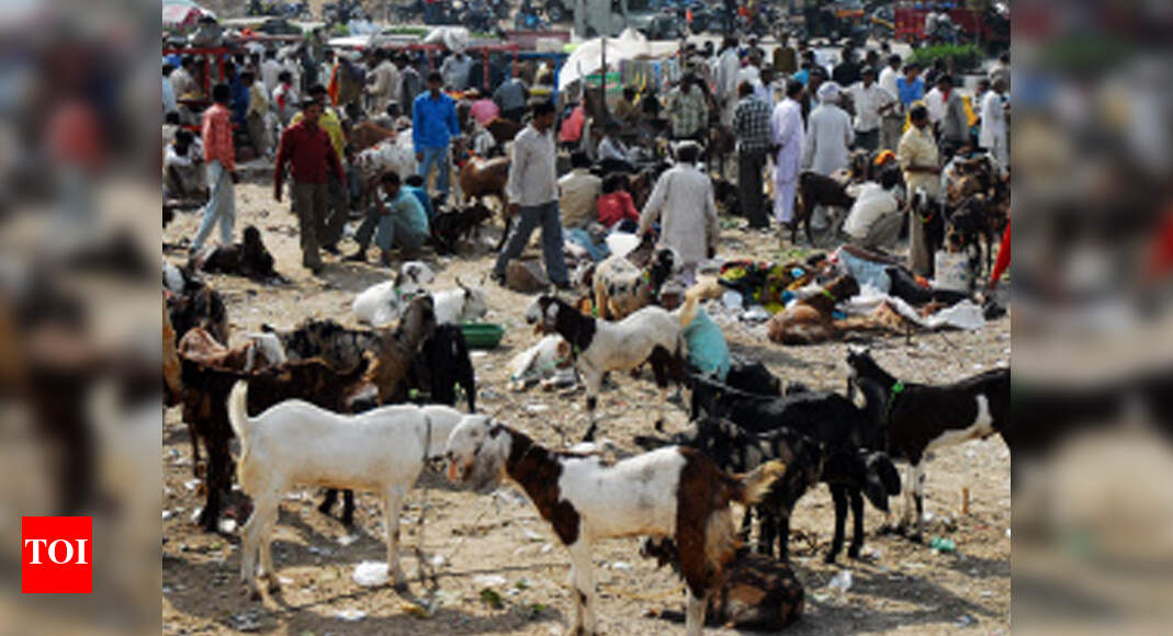 Rajasthan goats to be tagged with QR code for quality | Jaipur News ...