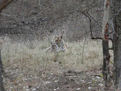 Rajasthan tiger which played ‘mom’ to two orphan cubs dies in fight ...