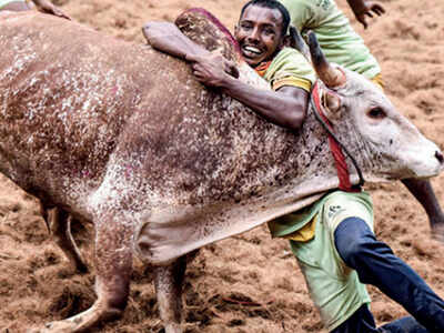 Tamil Nadu: Not prizes, but honour drives brothers to tame bulls ...