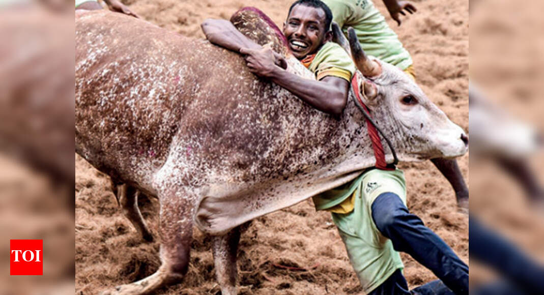 Tamil Nadu: Not prizes, but honour drives brothers to tame bulls ...