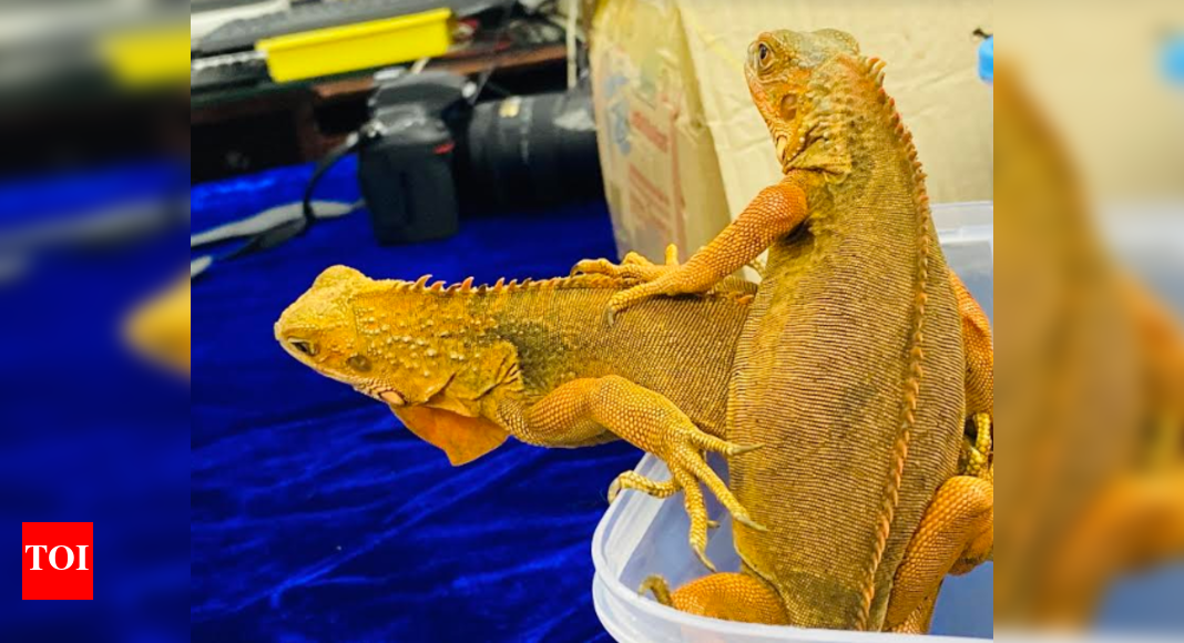 Exotic wildlife species seized from passenger at Chennai airport ...