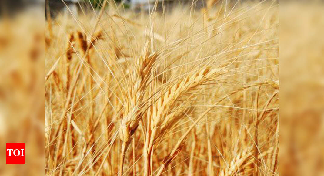 Wheat, gram sowing area rises in Maharashtra | Pune News - Times of India