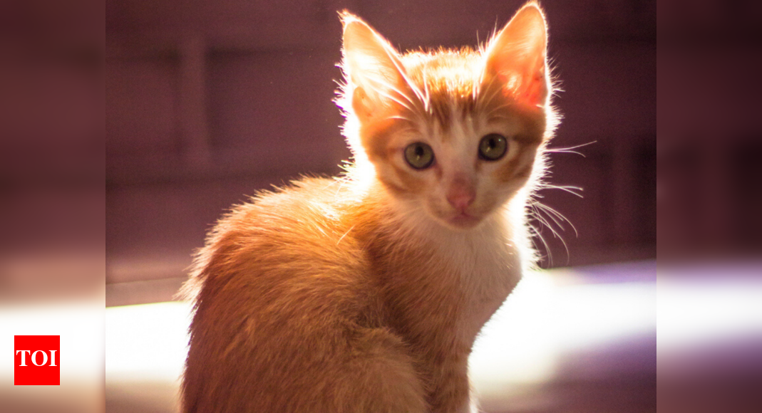 What Chotu taught me - Times of India