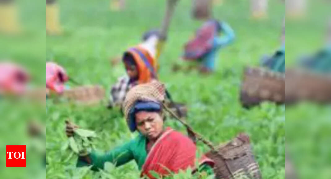 Government to repeal Plantation Labour Act; tea industry concerned ...