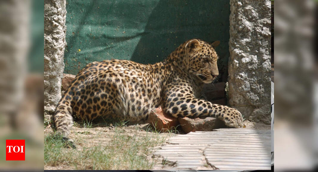 Leopard beaten to death in Budaun didn’t have two canines: IVRI vets ...