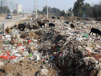 Gurugram: Mountain of waste turns road into playground for pigs, cattle | Gurgaon News - Times ...