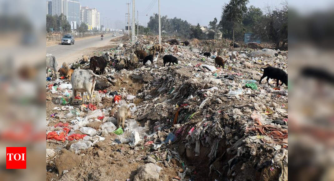 Gurugram: Mountain of waste turns road into playground for pigs, cattle ...