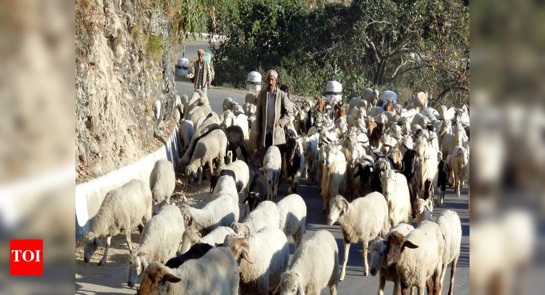 This Himachal temple earns Rs 1,32,00,000 from goat auction | Shimla ...