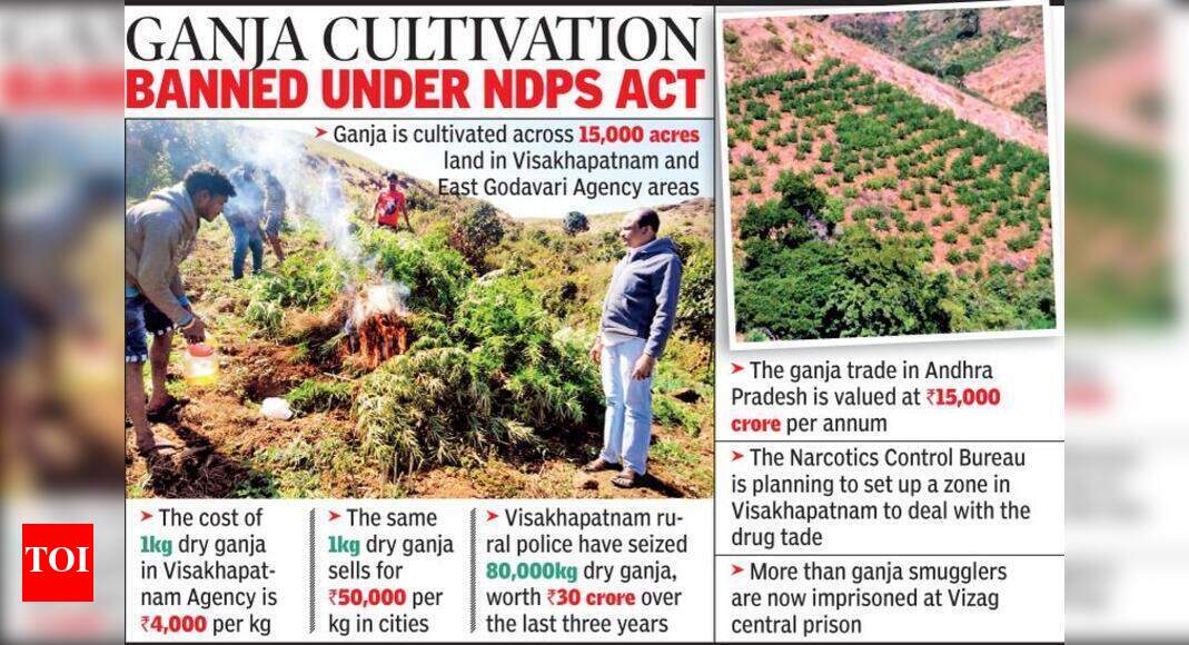 Drones, satellite images help torch 500 acres of ganja crop ...