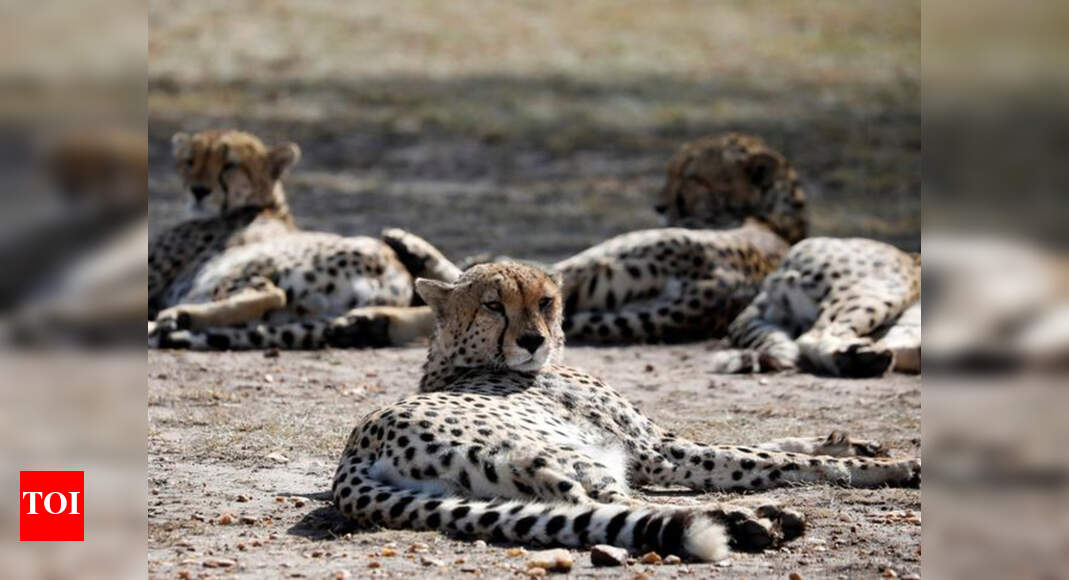 Supreme Court nod for cheetah’s return to India’s wild | India News ...