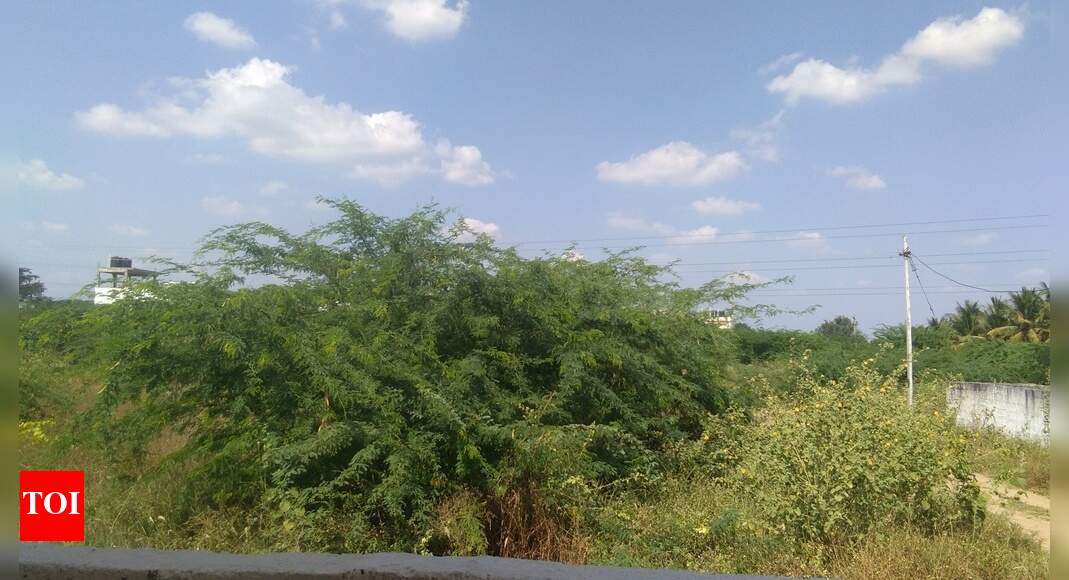 Huge bush - Times of India