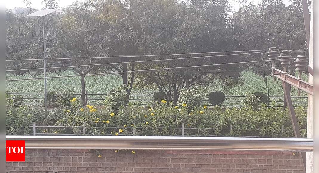 DIMINISHING GLORY OF SAFILGUDA LAKE PARK - Times of India