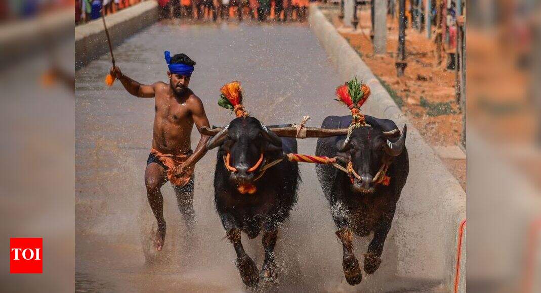 When Kudla celebrated the spirit of Kambala | Mangaluru News - Times of ...