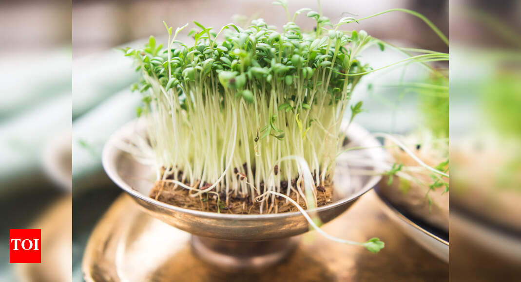 When in doubt, go for sprouts - Times of India
