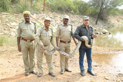 Andhra Pradesh: 14 feet long Burmese python, one among world's top-five ...