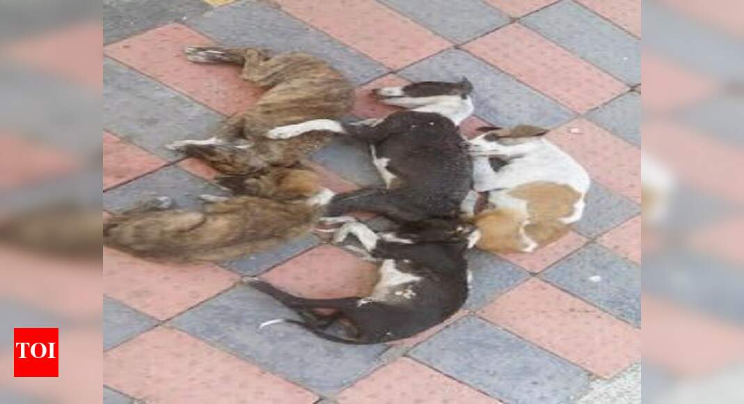 Mumbai: 8 dogs poisoned; 22 pups thrown in a bush | Mumbai News - Times ...