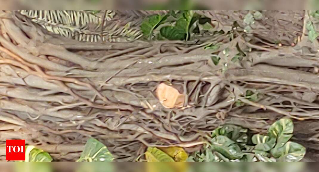 Illegal hacking trees, Park Street - Times of India