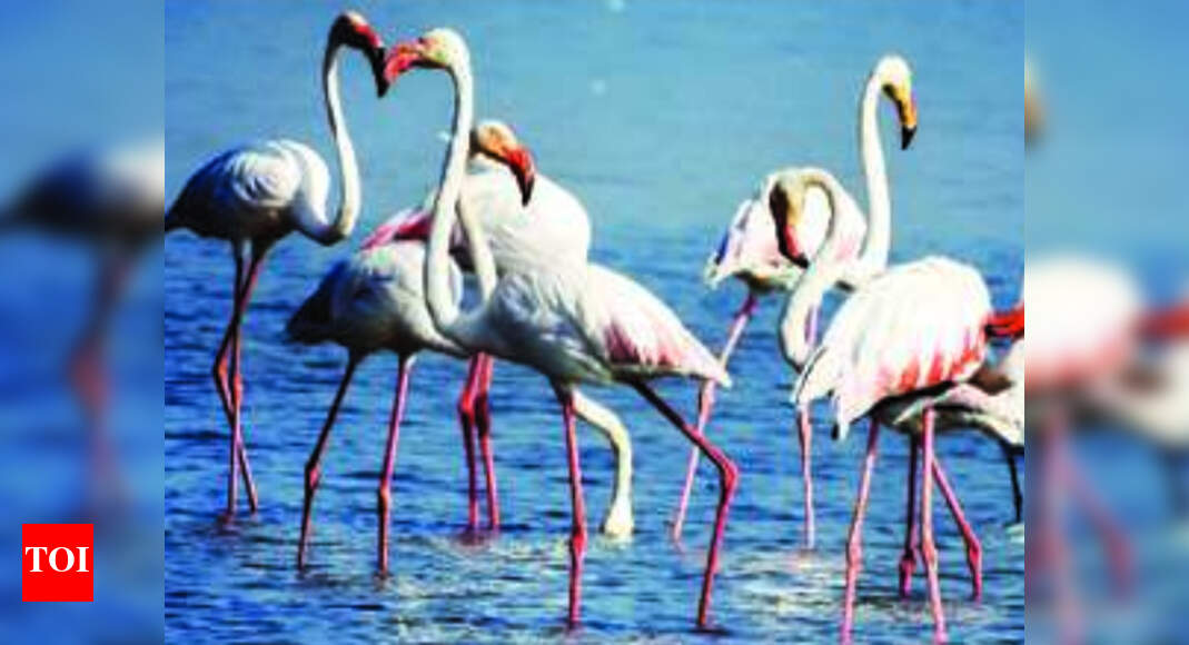 Flamingos justify wetland status for Jayakwadi | Chhatrapati ...