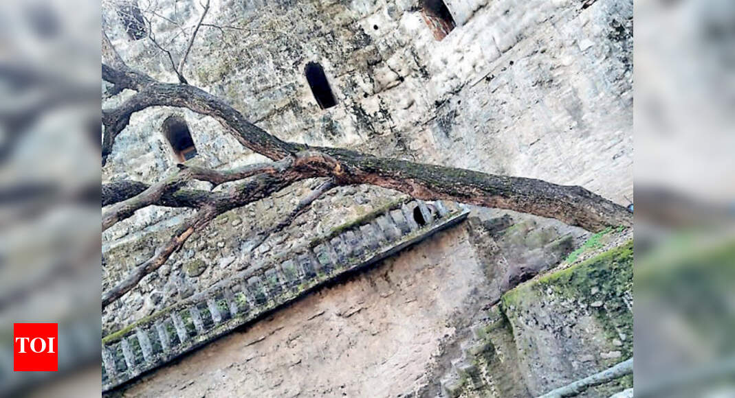 Chandigarh: Rock Garden trees turning into stone | Chandigarh News ...