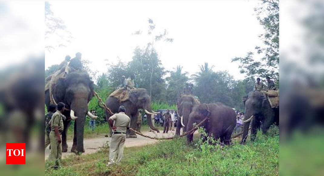 Mysuru zoo to set up quarantine facility at Koorgalli for rescued wild ...