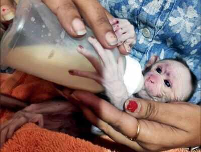 Monkey and baby fall off tree, young one survives | Thane News - Times ...