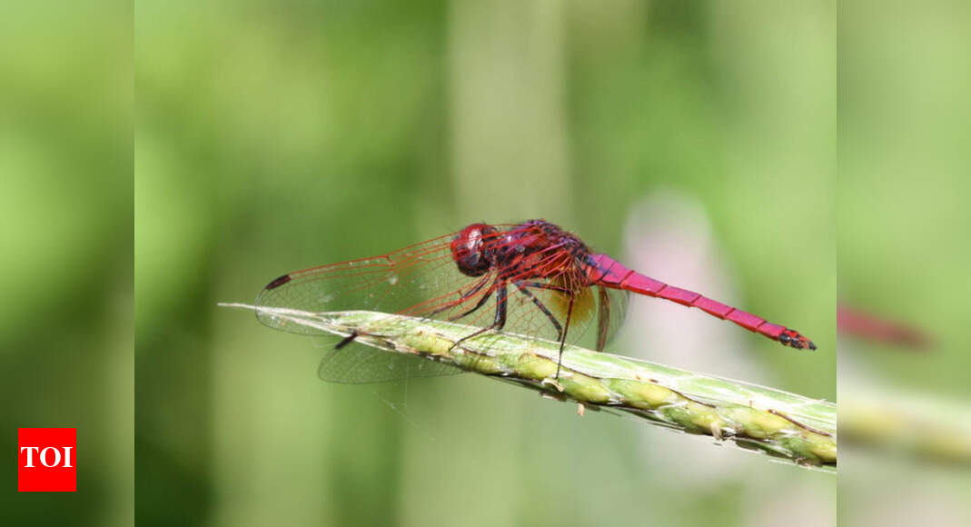 Dragonflies to draw people to wetlands | Chhatrapati Sambhajinagar News ...