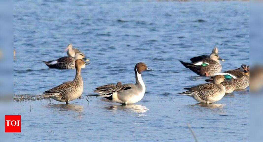 Information on bird species at Wadhwana a finger tap away | Vadodara ...