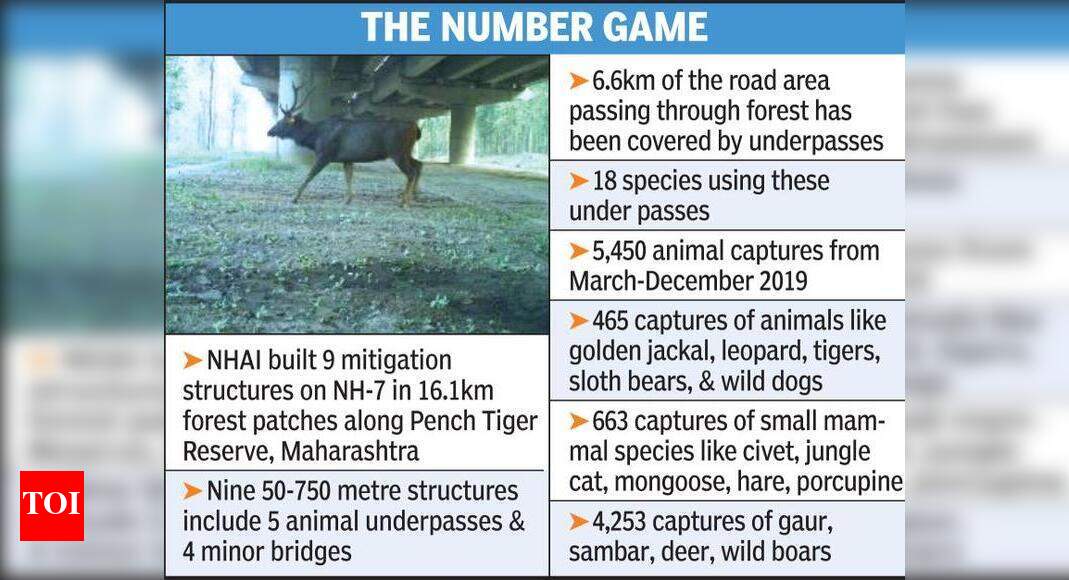 11 tigers using NH-7 underpasses, says WII report | Nagpur News - Times ...
