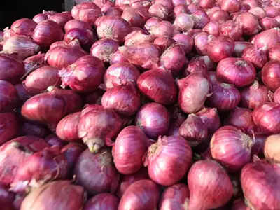 Maharashtra: 'Onion export ban will be lifted when retail prices dip' | Nashik News - Times of India