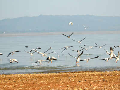 Pong dam of Himachal records 1,15,701 birds of 114 different species ...