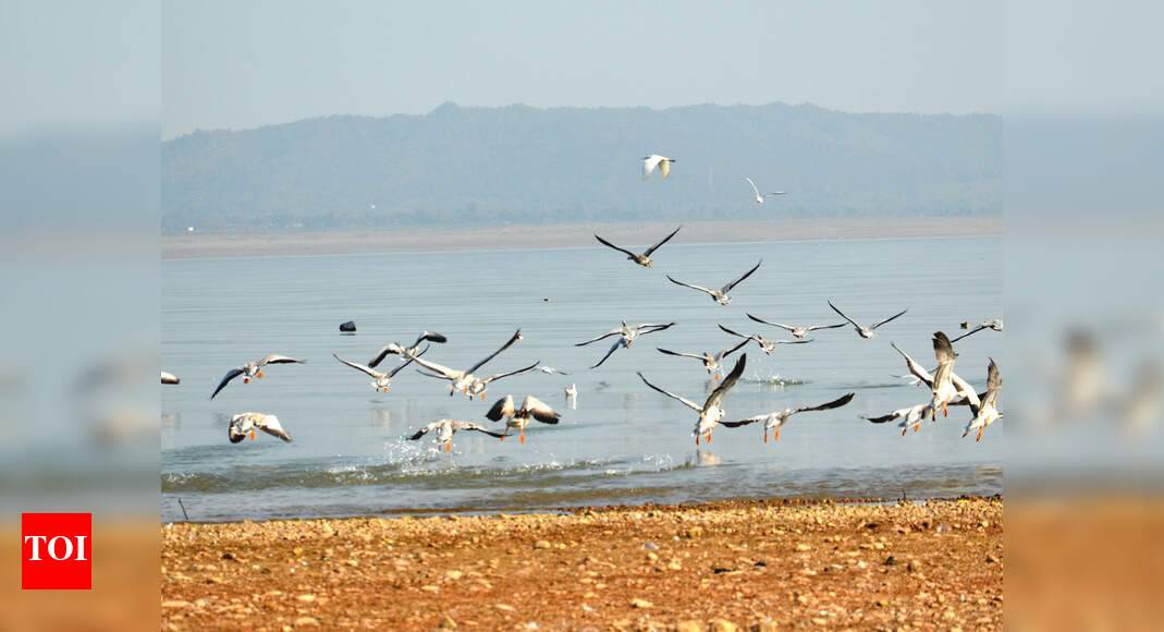 Pong dam of Himachal records 1,15,701 birds of 114 different species | Shimla News - Times of India