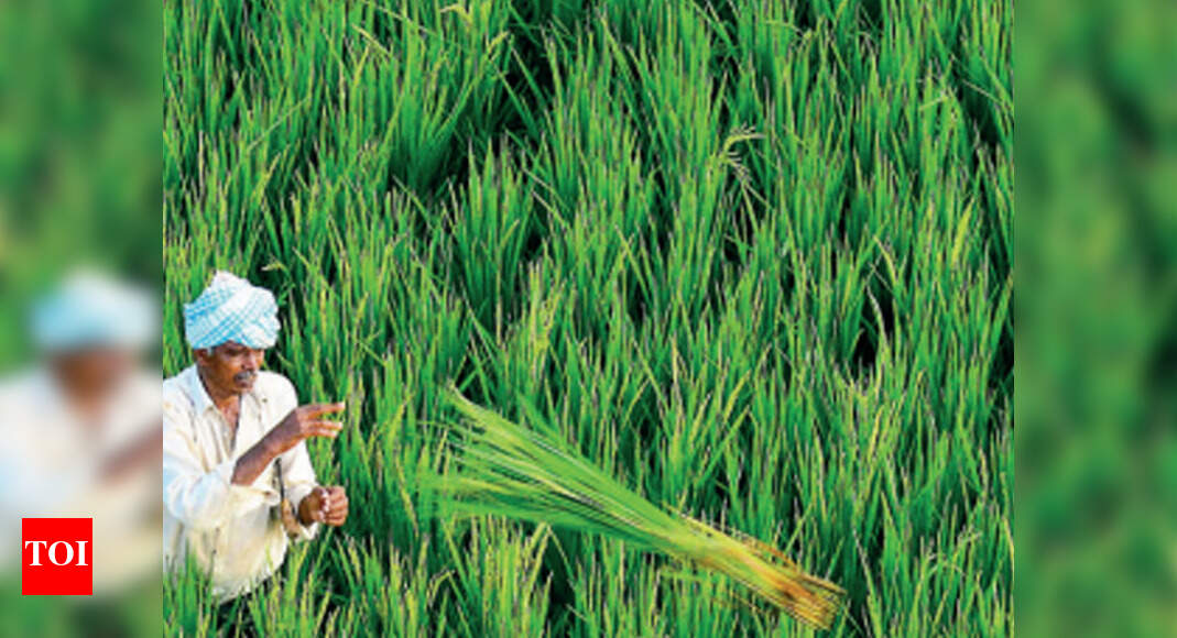 Telangana’s crop production in 2019-20 highest since state formation ...