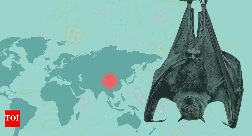 Why bats are the source of so many disease outbreaks - Times of India