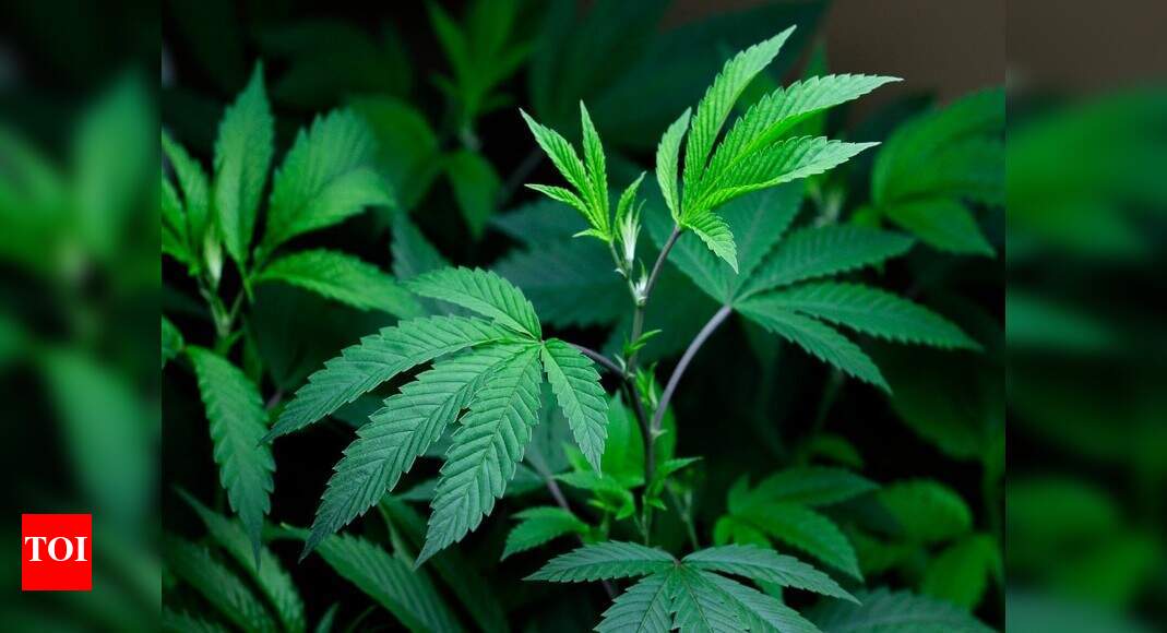 Nepal MPs seek to legalise growing weed - Times of India
