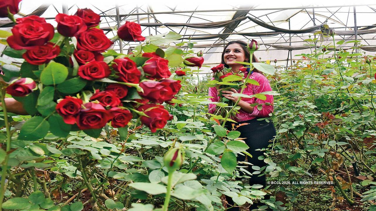 Rose Flower Farming In Maharashtra | Best Flower Site