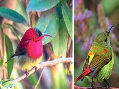 Pre-Holi festive hues in Shivalik air | Chandigarh News - Times of India