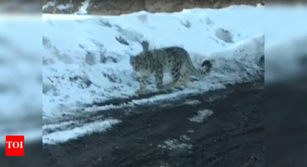 Elusive snow leopard caught on camera in Himachal Pradesh's Spiti ...