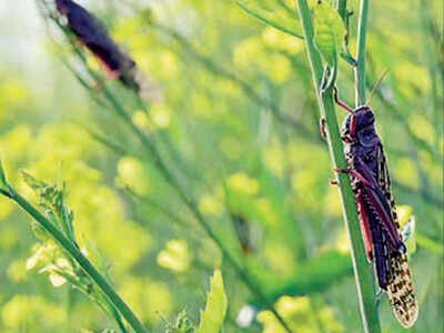 Rajasthan: Locusts limited to one disrict now says officials | Jaipur ...