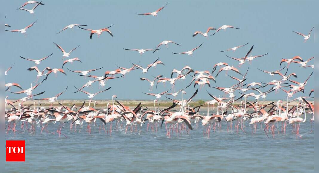 The number of migratory flamingos in Dhanushkodi are up by 3000 ...